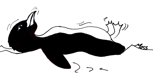 fairy penguin-moss – Australian Haiku Society