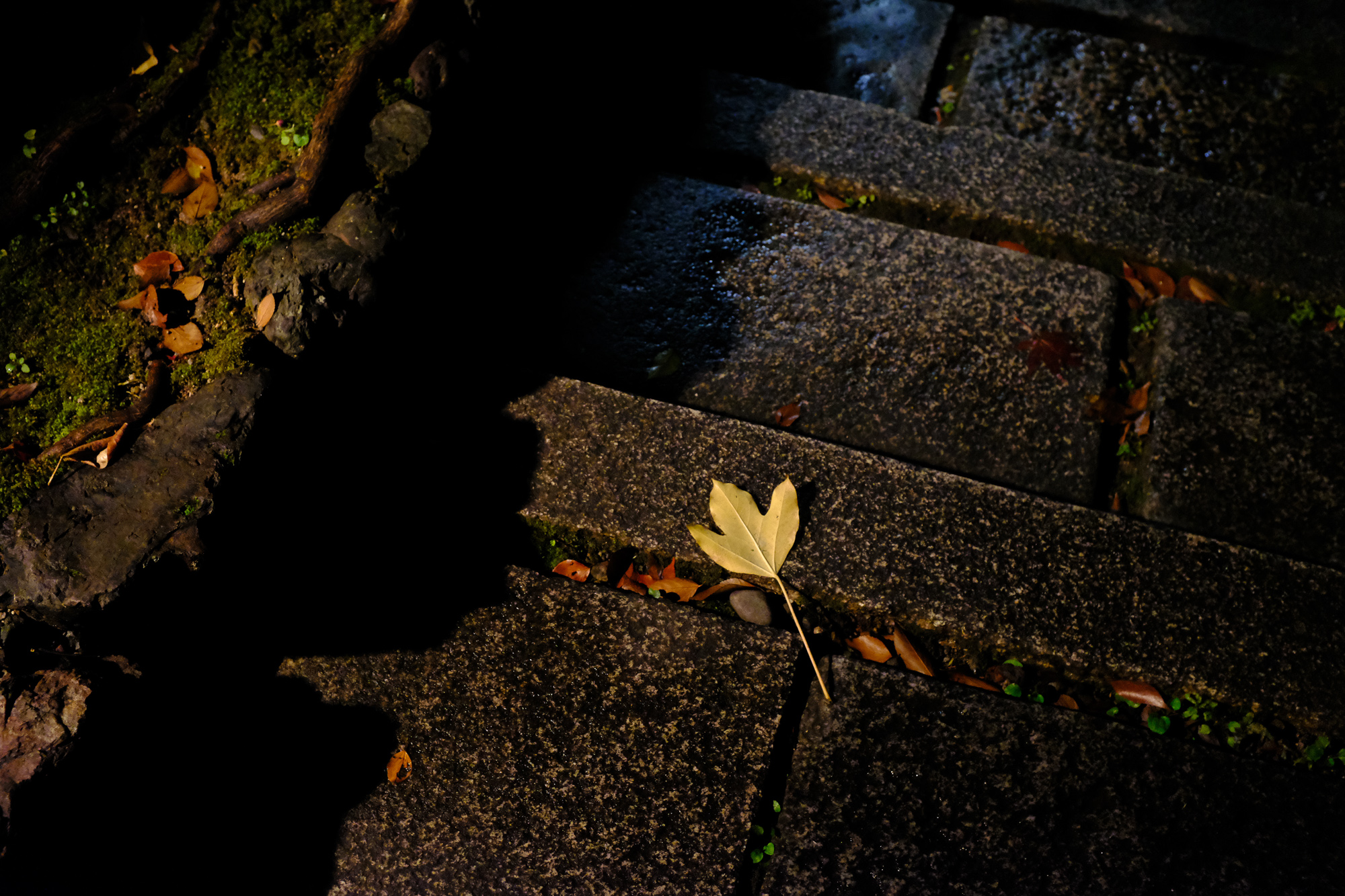 My Writing Practice: Dawn Bruce – Australian Haiku Society