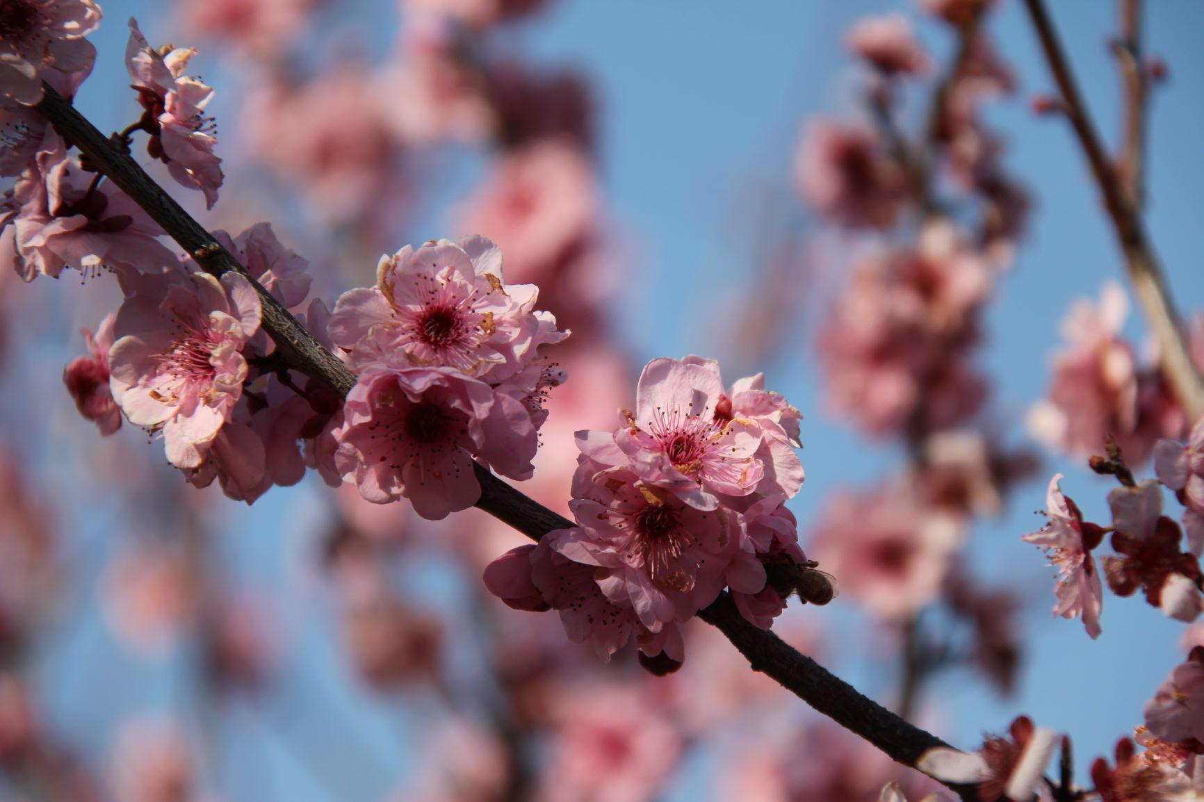 Sydney Cherry Blossom Festival, 2018 – Australian Haiku Society