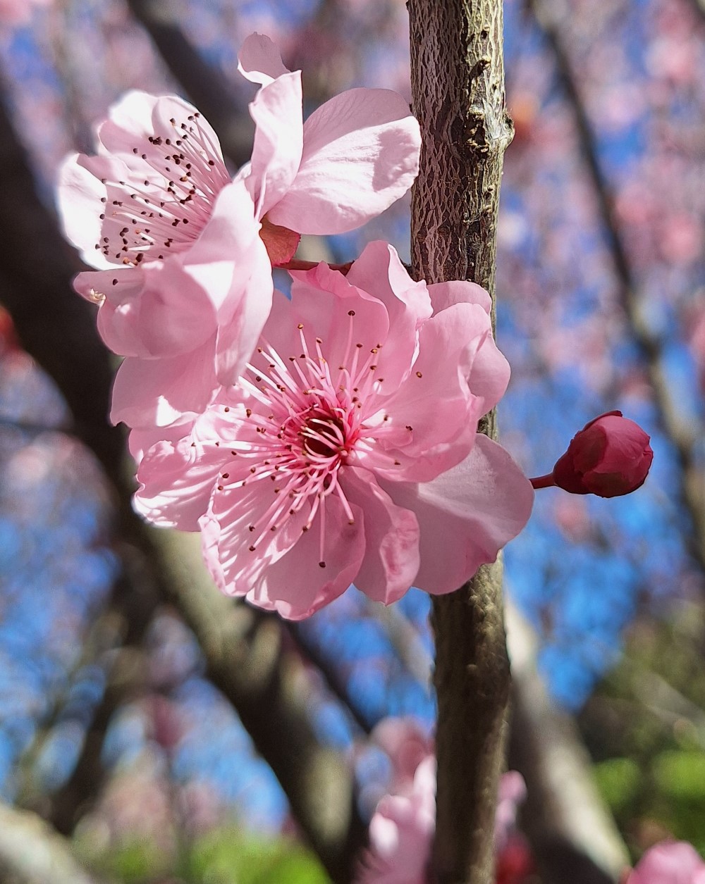 September 2024 News – Australian Haiku Society