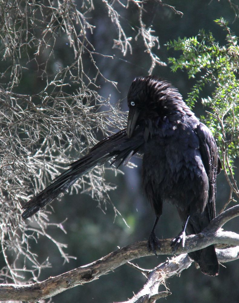 Sydney Cherry Blossom 2024_Crow – Australian Haiku Society