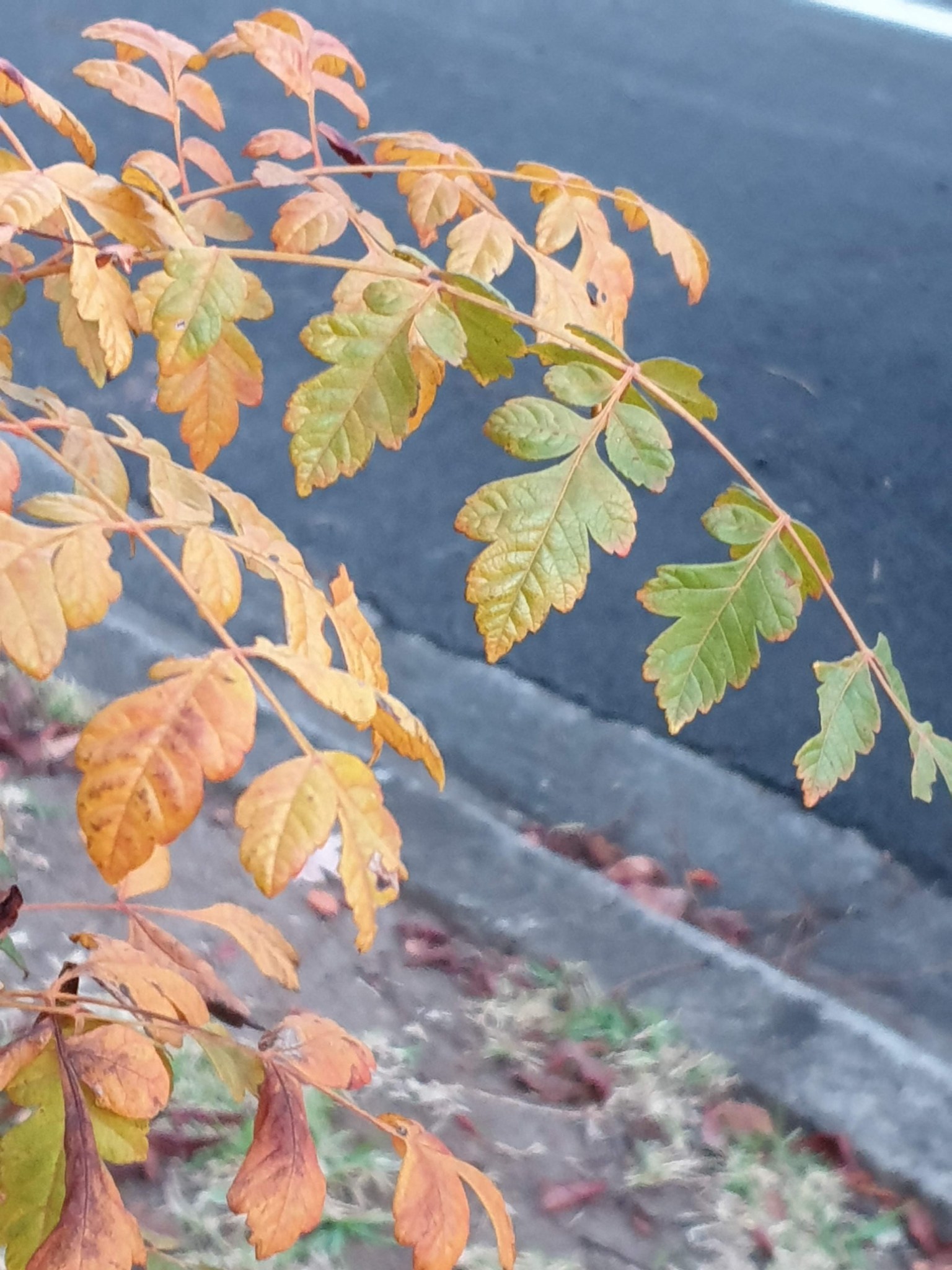 Australian Haiku Society – haikuoz – the enjoyment of haiku